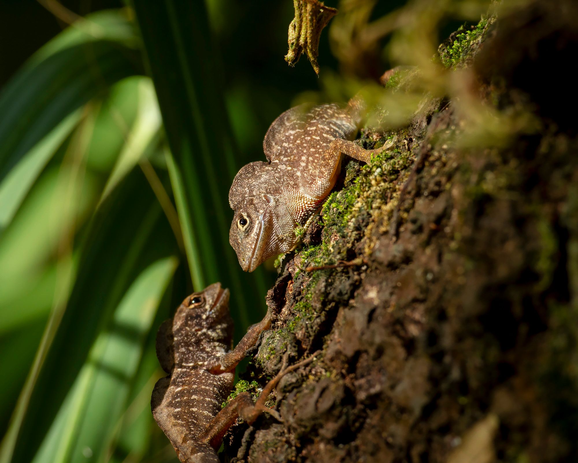 When Two Lizards Meet for the First Time, Scientists Witness Evolution ...